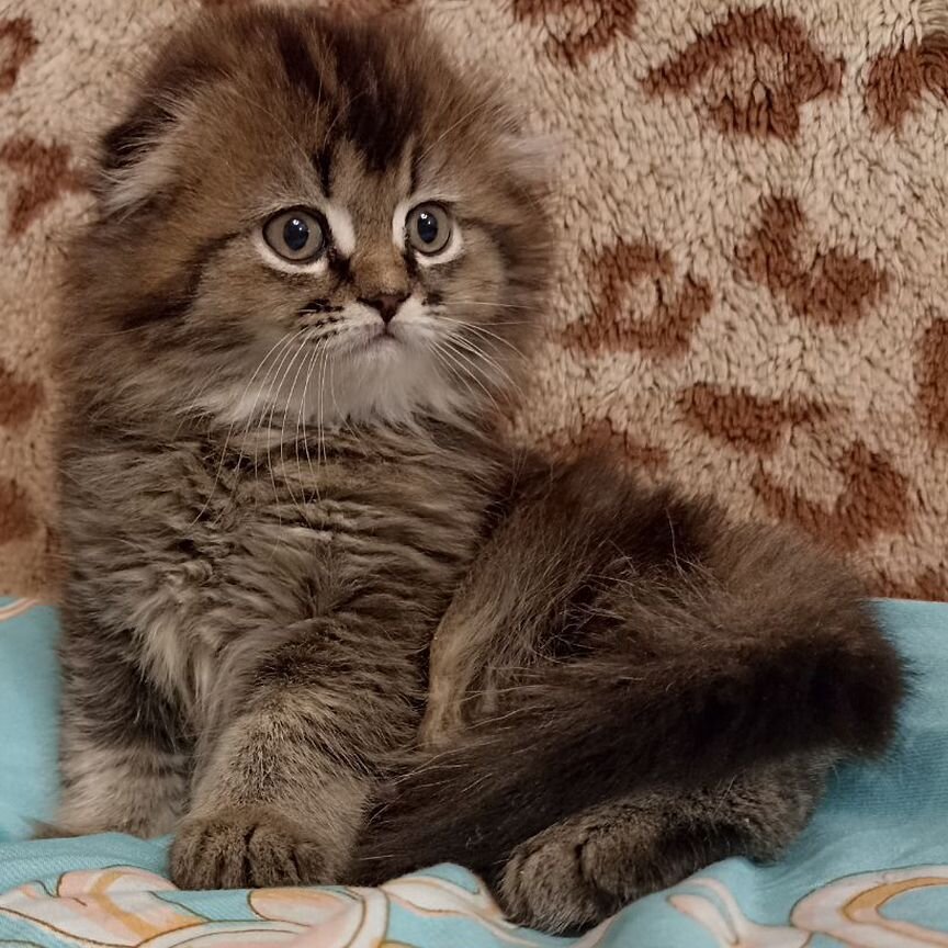 Шотландские вислоухие котята