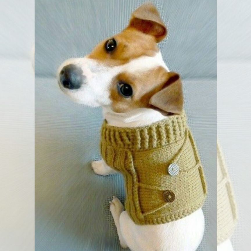 Одежда для собак, кошек вязанная на заказ