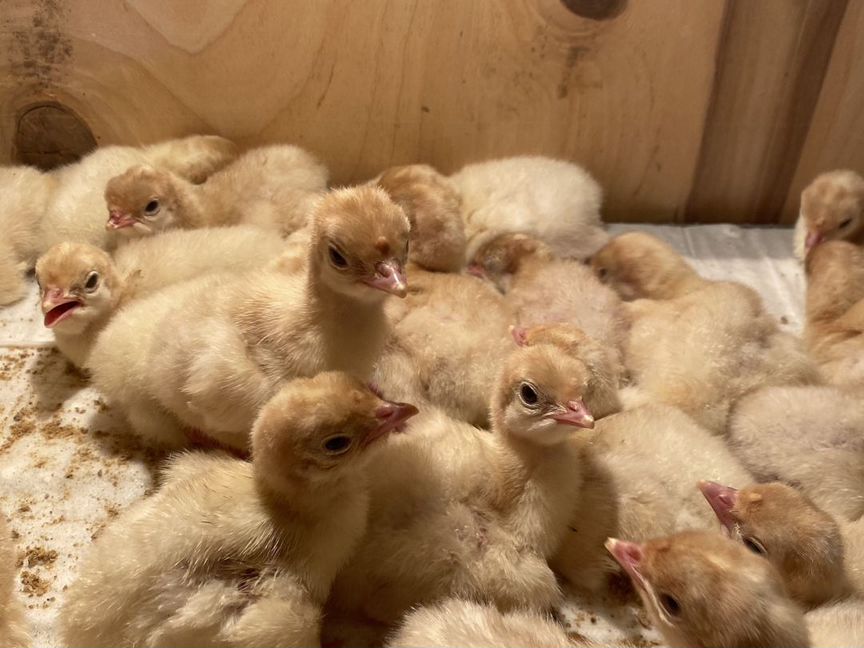 Индейка биг-6