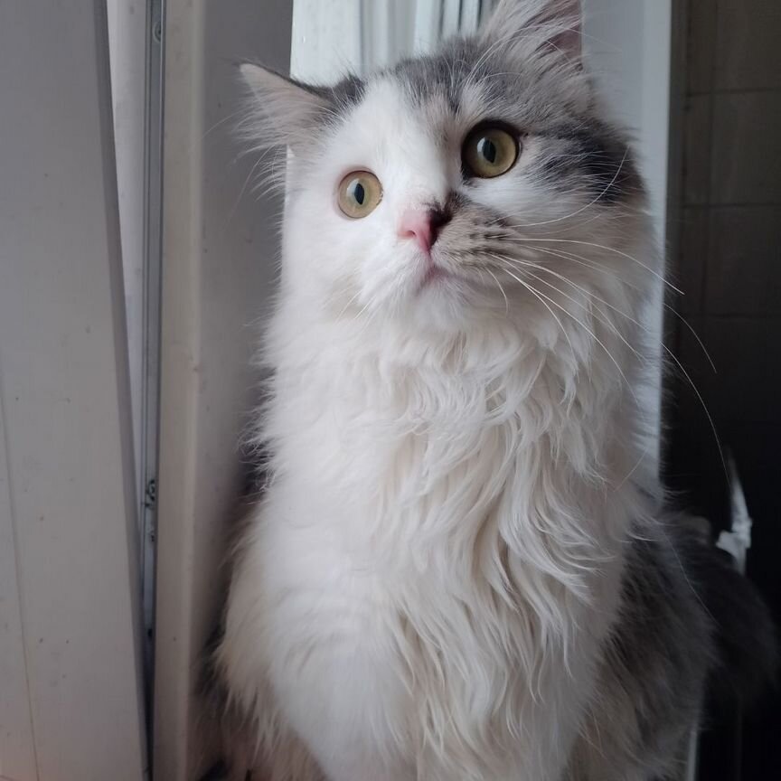 Котик молодой 10 мес