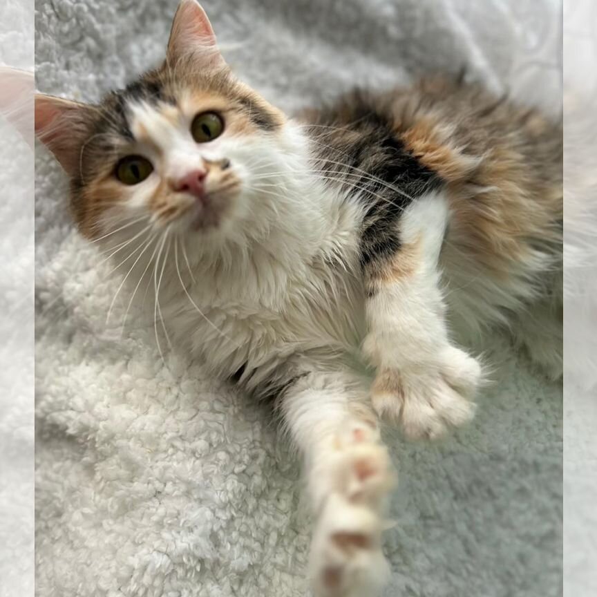 Кошечка Маруська 2. Года