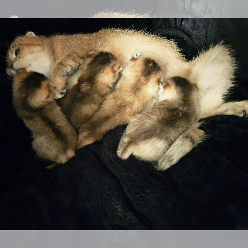 Шотландский вислоухий короткошёрстный котёнок