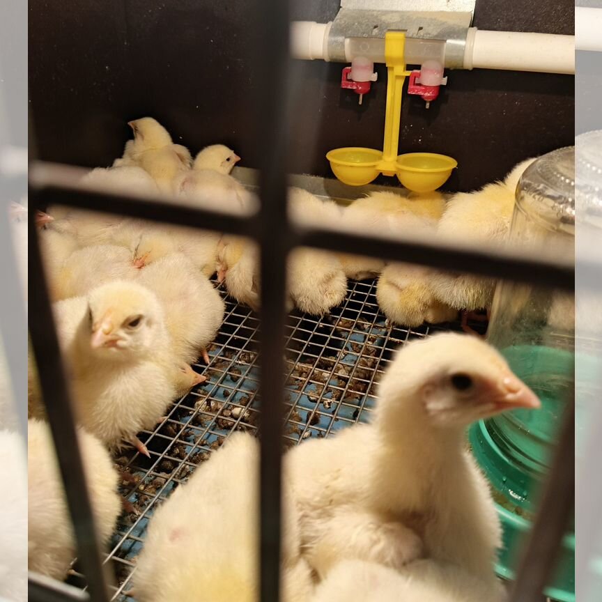 Цыплята бройлеры росс 308