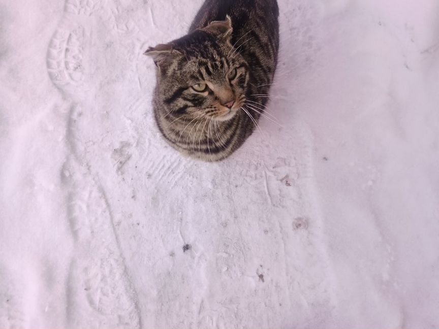 Котята мейн-кун