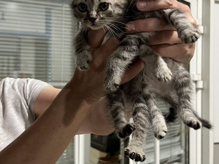 Отдадим в добрые руки ) котята ходят в латок