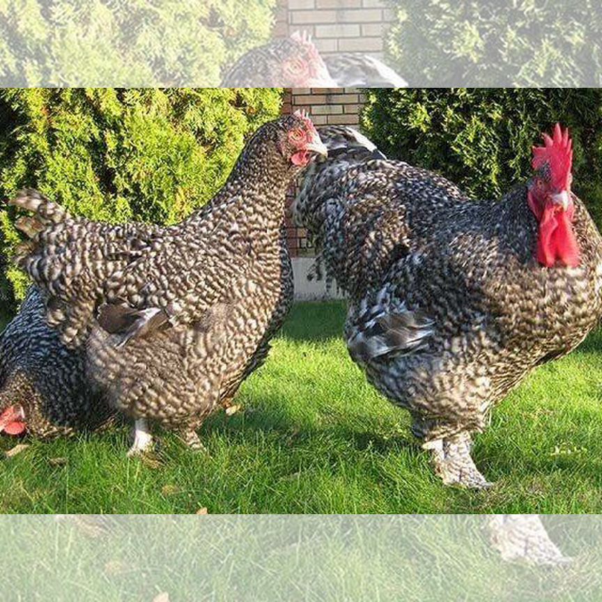Петух, мехеленская кукушка