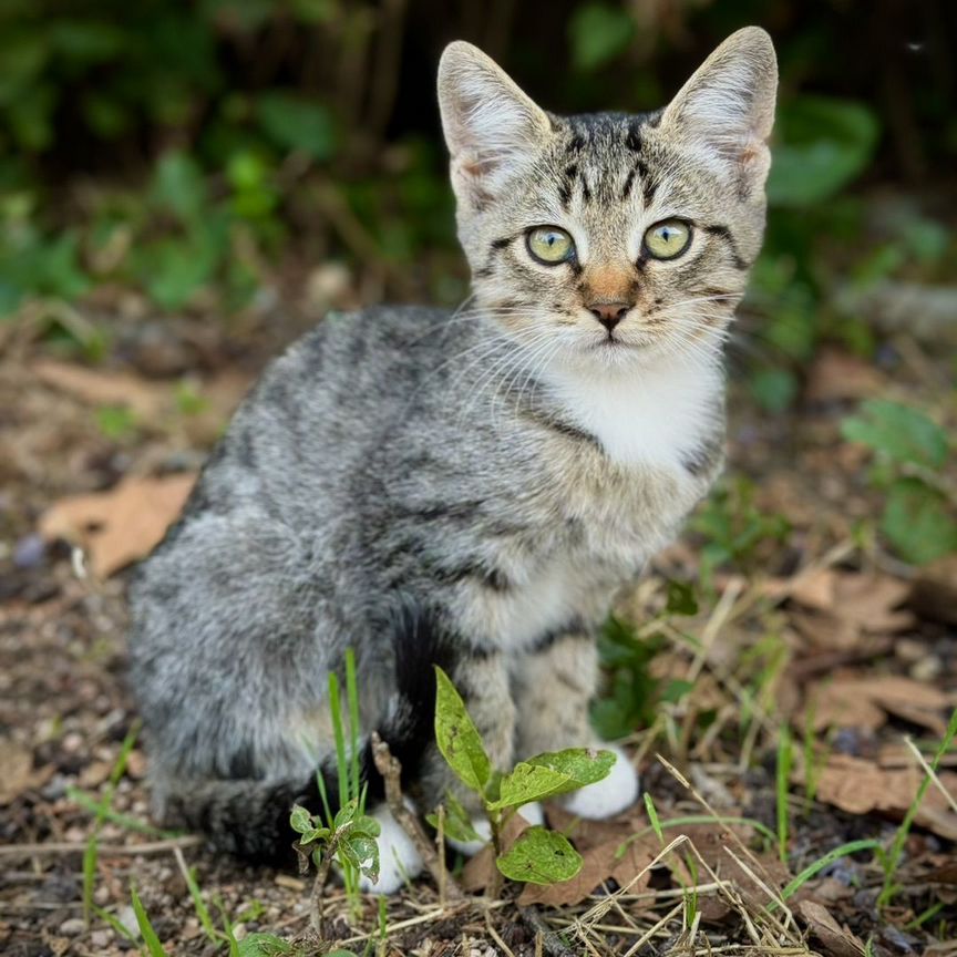 Котенок-сирота ищет дом