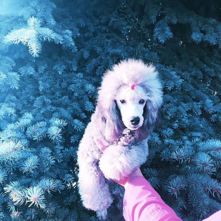 Карликовая серебристая красавица