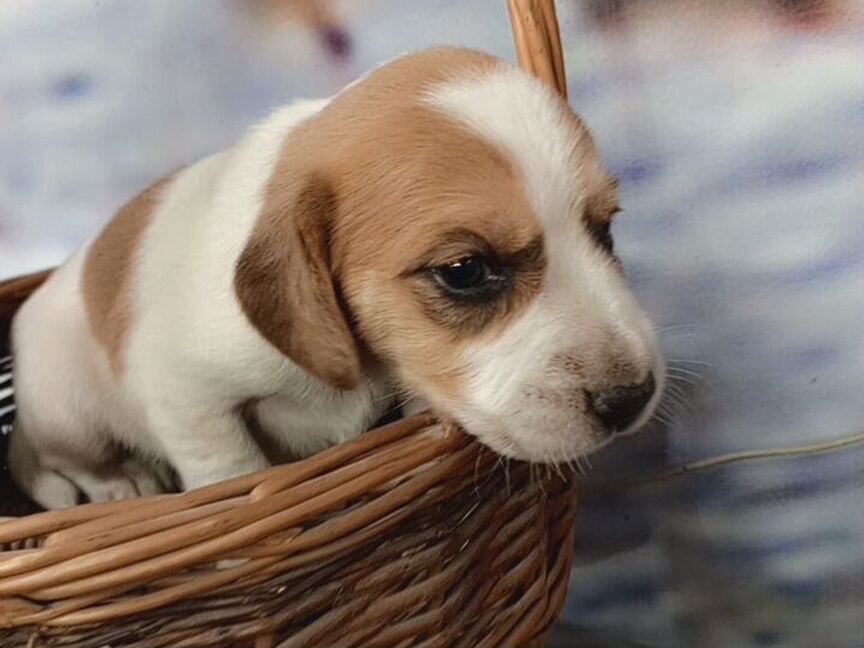 Щенки спаниели и эстонской гончей