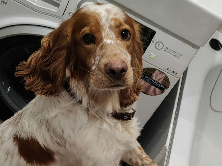 Русский охотничий спаниель