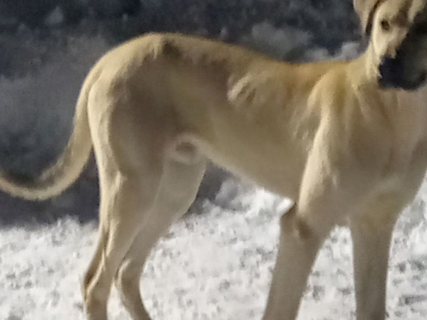 Отдам собачку в хорошие руки,Бугай