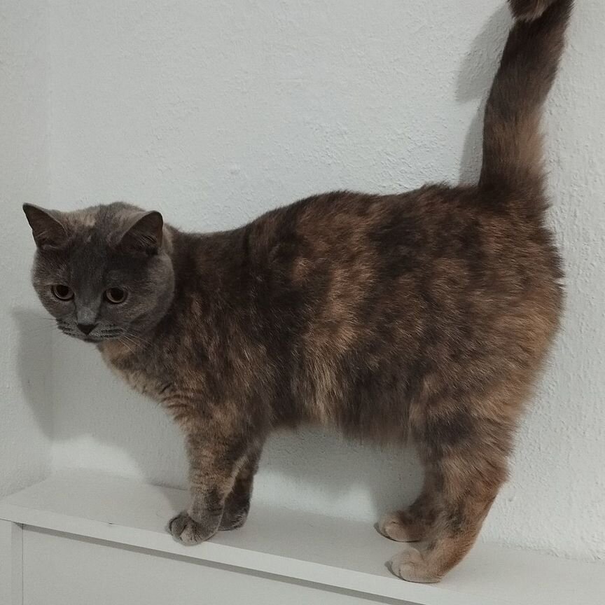 Кошки в добрые руки