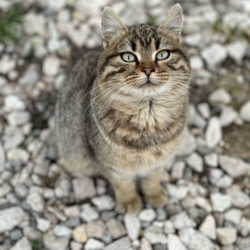Котенок ищет дом