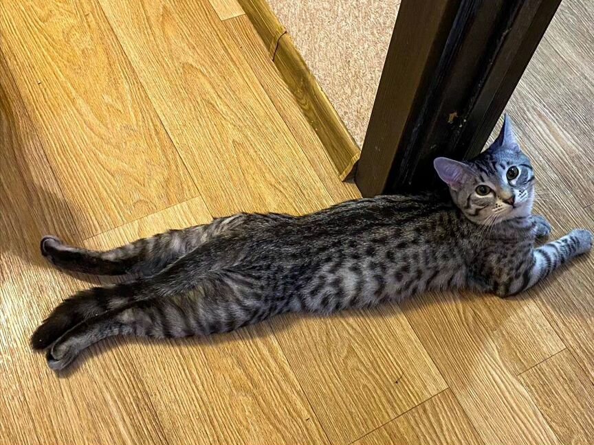 Кот в добрые руки