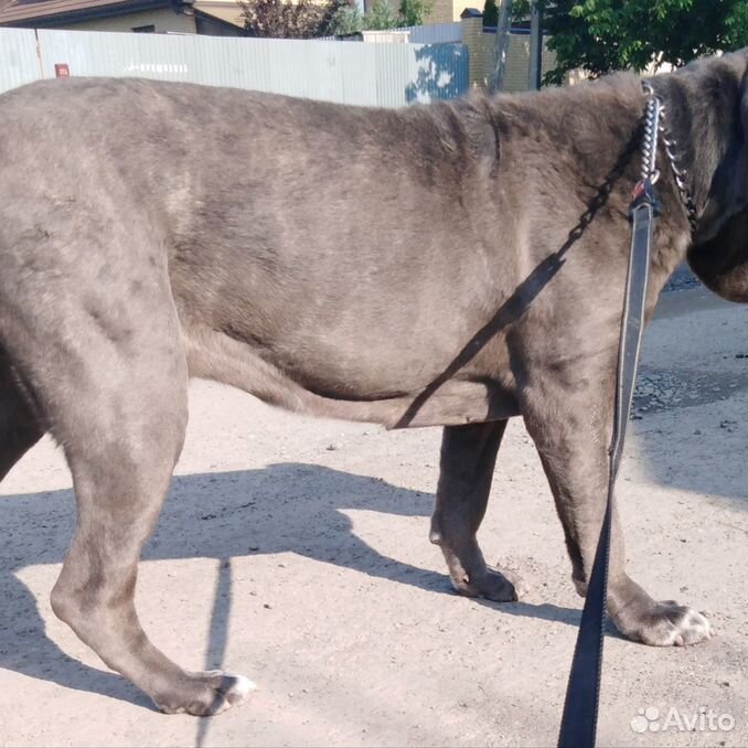 Продам девочку Неаполитанского мастифа