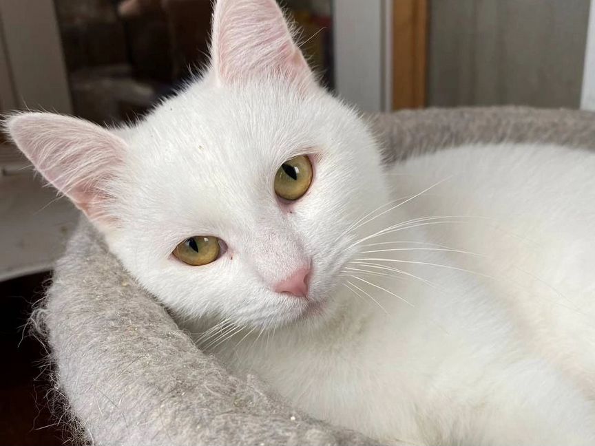 Котята собачьего приюта