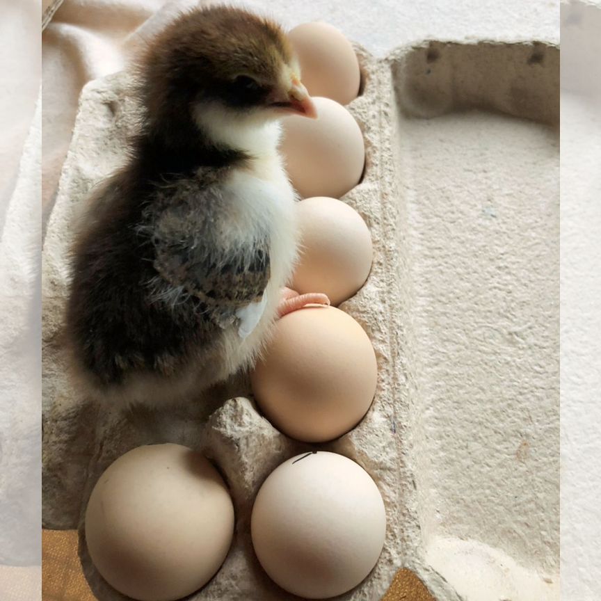 Инкубационное яйцо. ливенские ситцевые