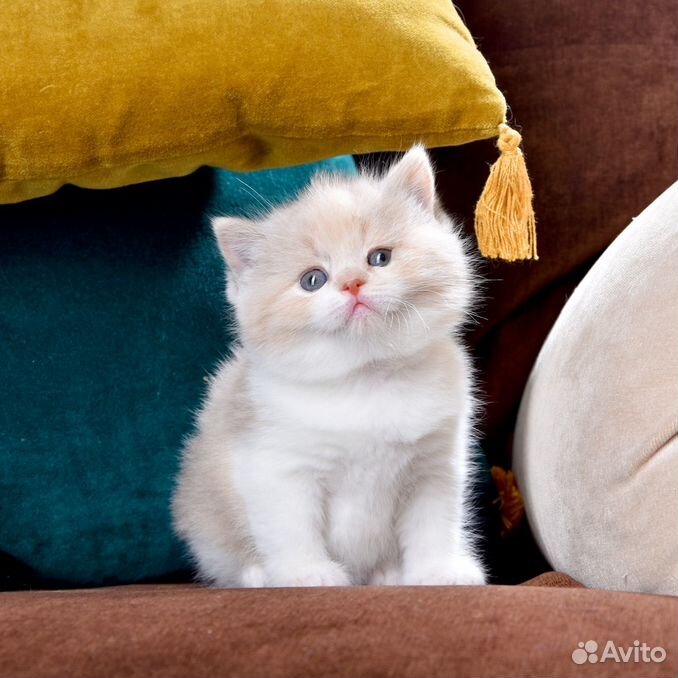 Эксклюзивные британские котята