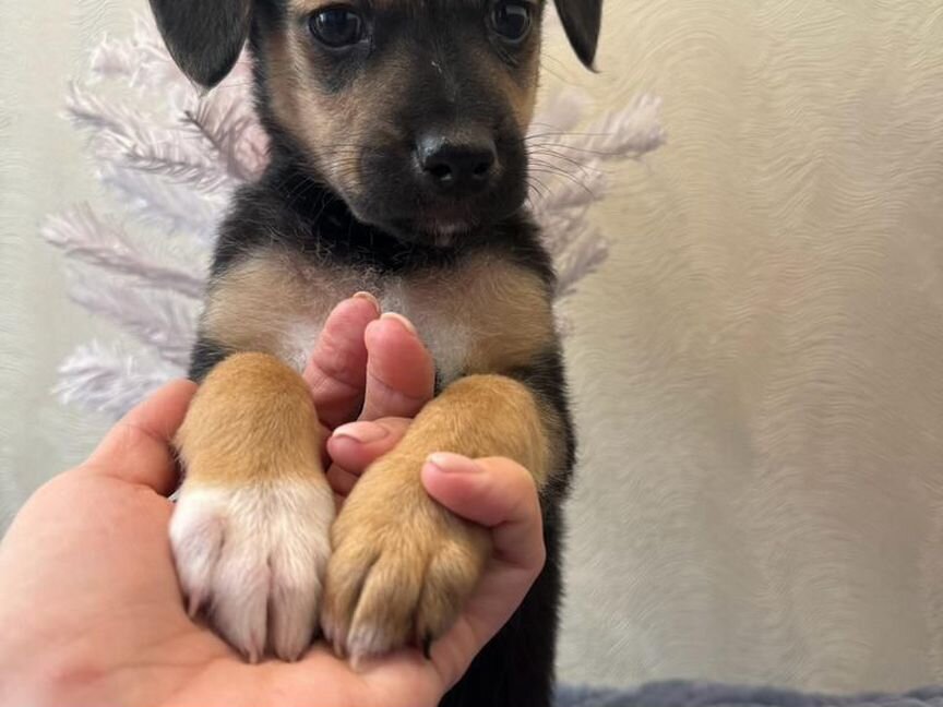 Щенок в добрые руки