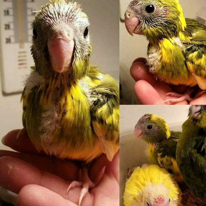 Попугай какарик ручной выкормыш