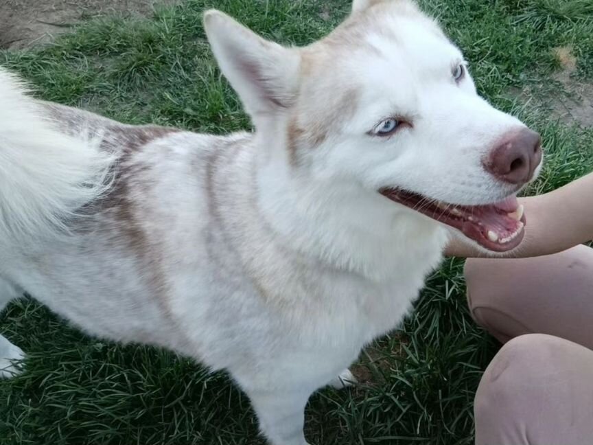 Сибирский рыжий хаски