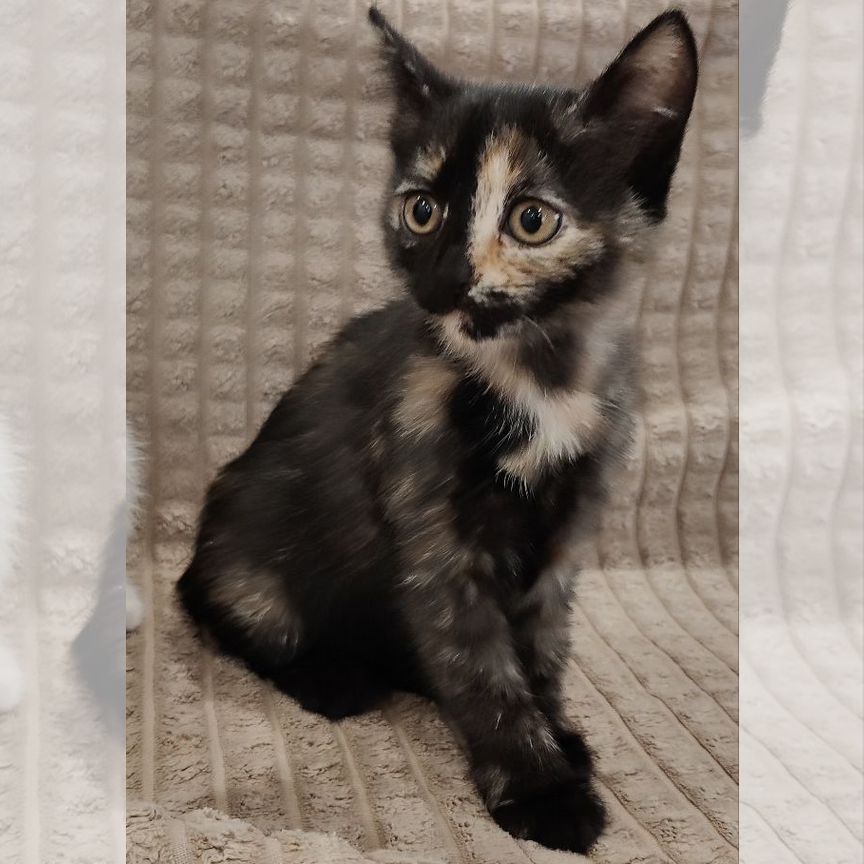 Отдам в добрые руки,ласковых игривых котят