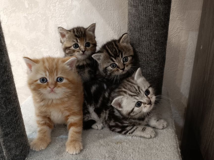 Шотландские котята