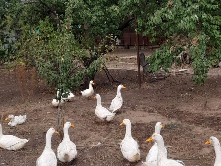 Бройлерные утки