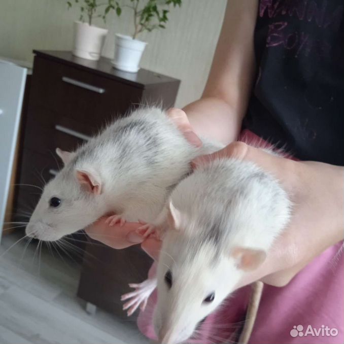 Две крысы
