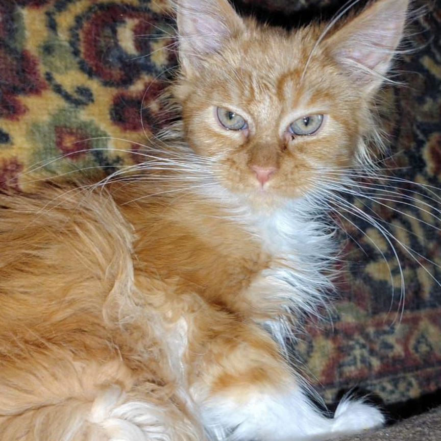 Мейн-кун Рыжая красотка