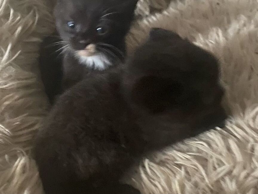 Котята