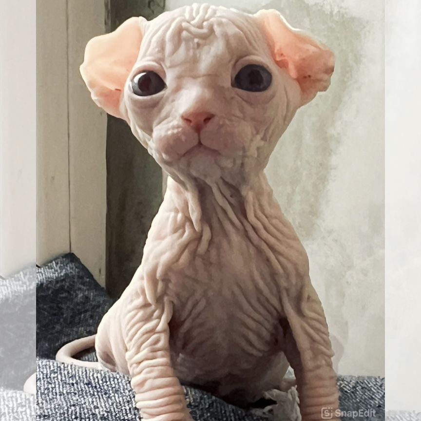 Канадский сфинкс котёнок