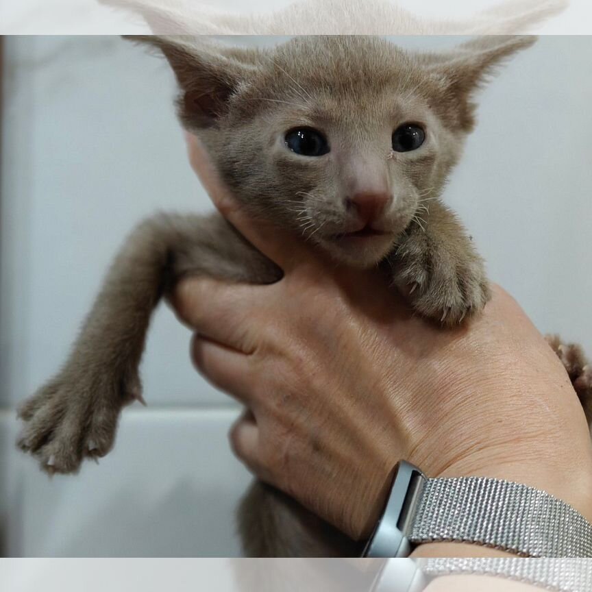 Ориентальный котёнок