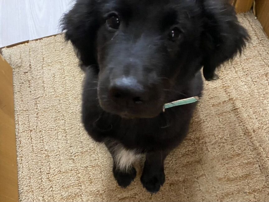 Черный ретривер Макс