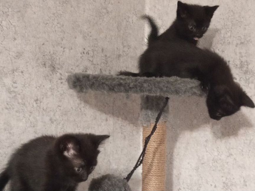 Котята скотиш страйт