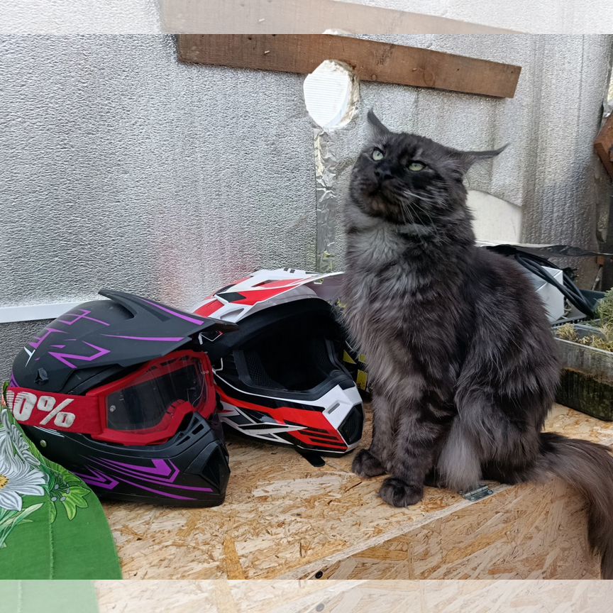 Мейн-кун, взрослый кот