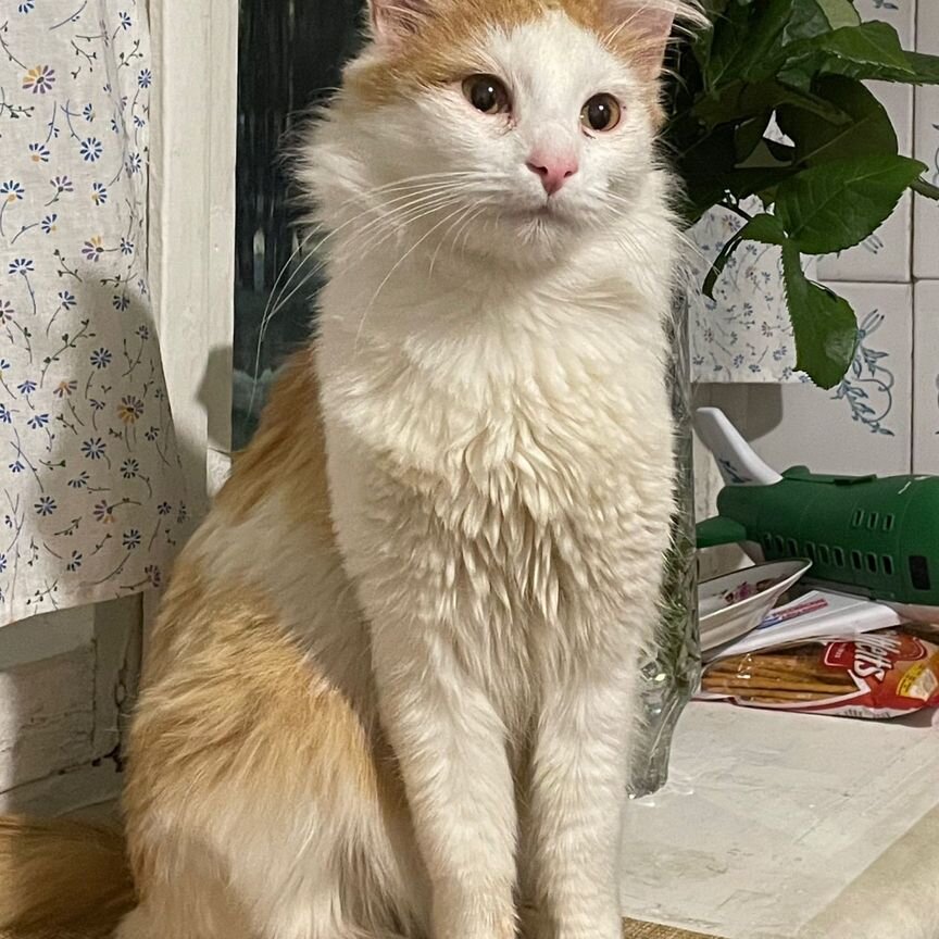 Котик в добрые руки