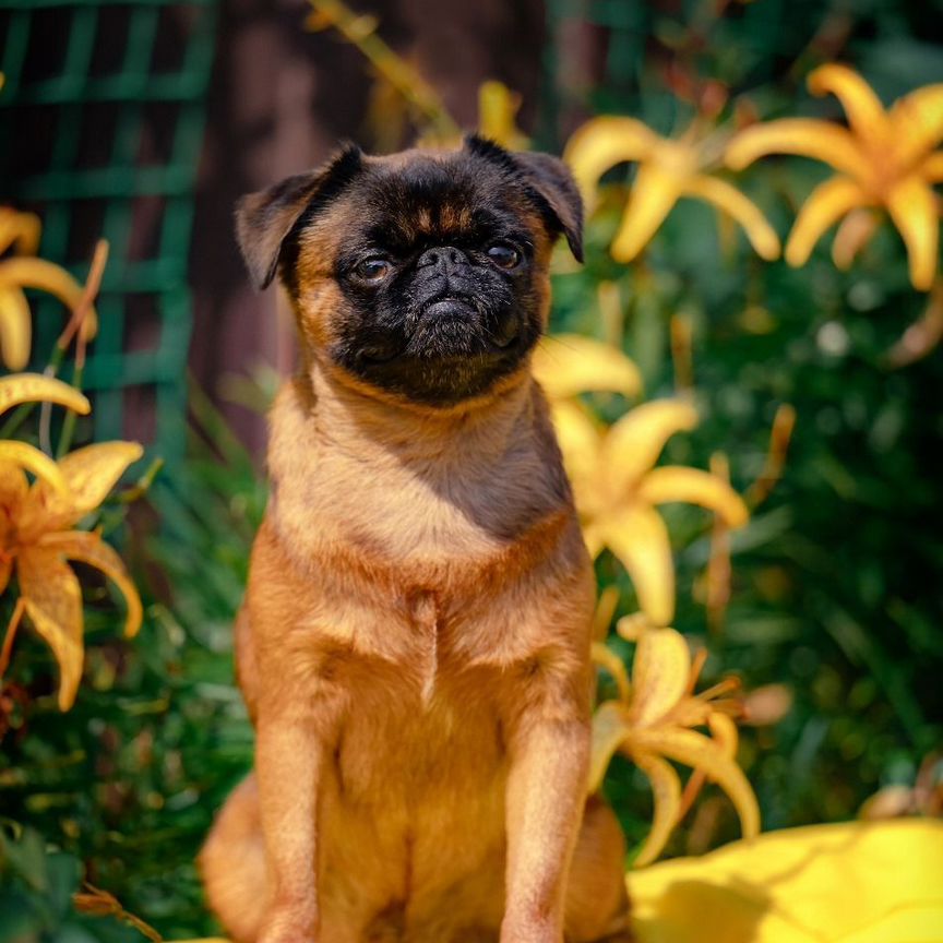 Пти-брабансон - мальчики, 2 мес, РКФ