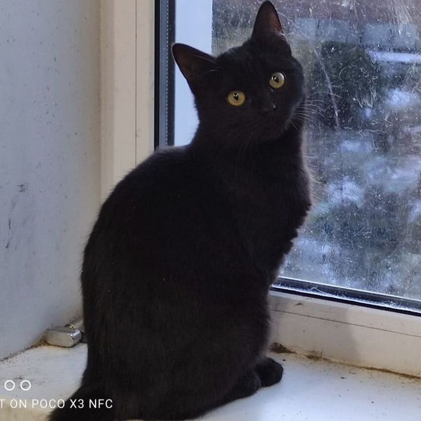 Взрослая кошка в добрые руки