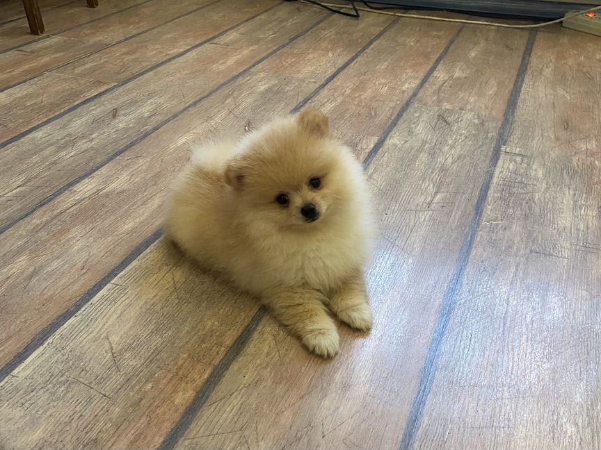 Померанский шпиц стандарт будет 2,5-3 кг