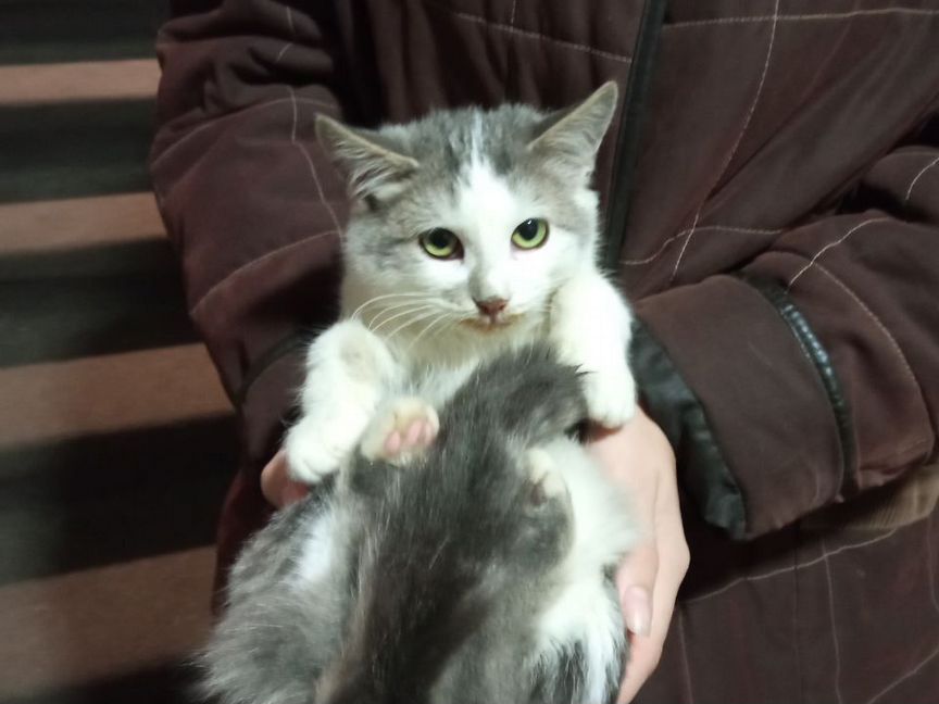 Котёнок в добрые руки