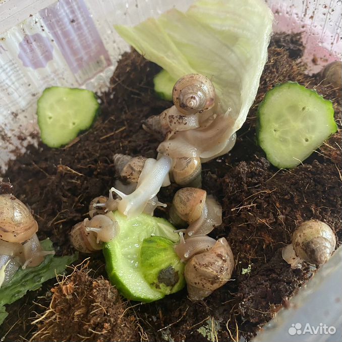 Улитки ахатины бесплатно