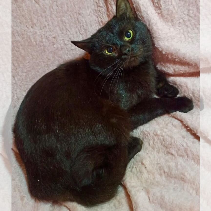 Котик Багир