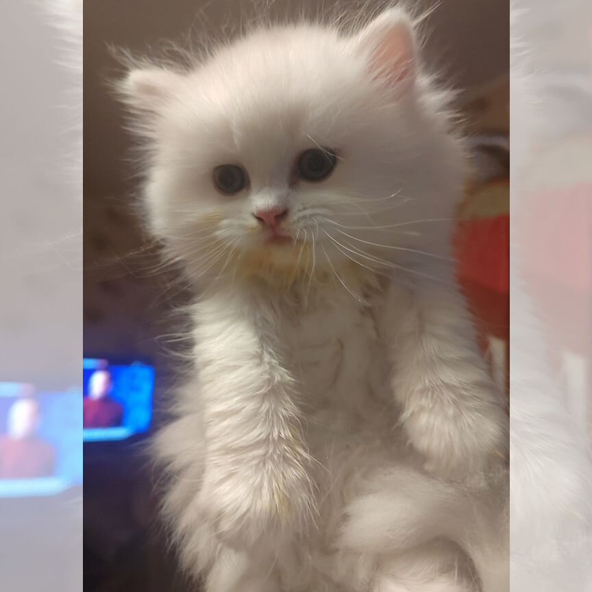 Продам кошечку