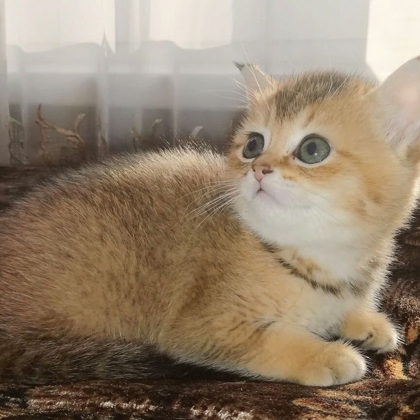 Шиншилловые золотые милашки