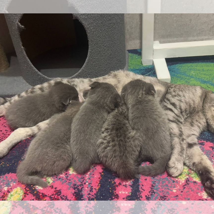 Шотландский вислоухий длинношёрстный котёнок