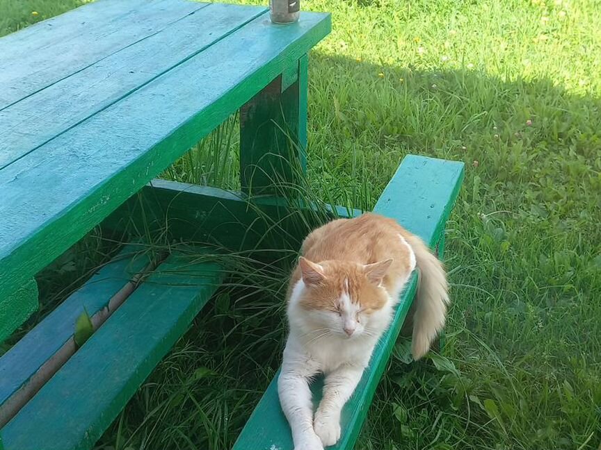 Заберите котика. Он хочет обрести дом