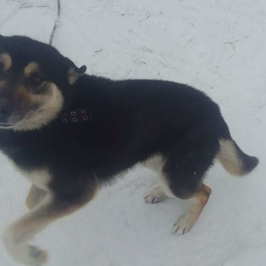 Немецкая овчарка, взрослый пёс