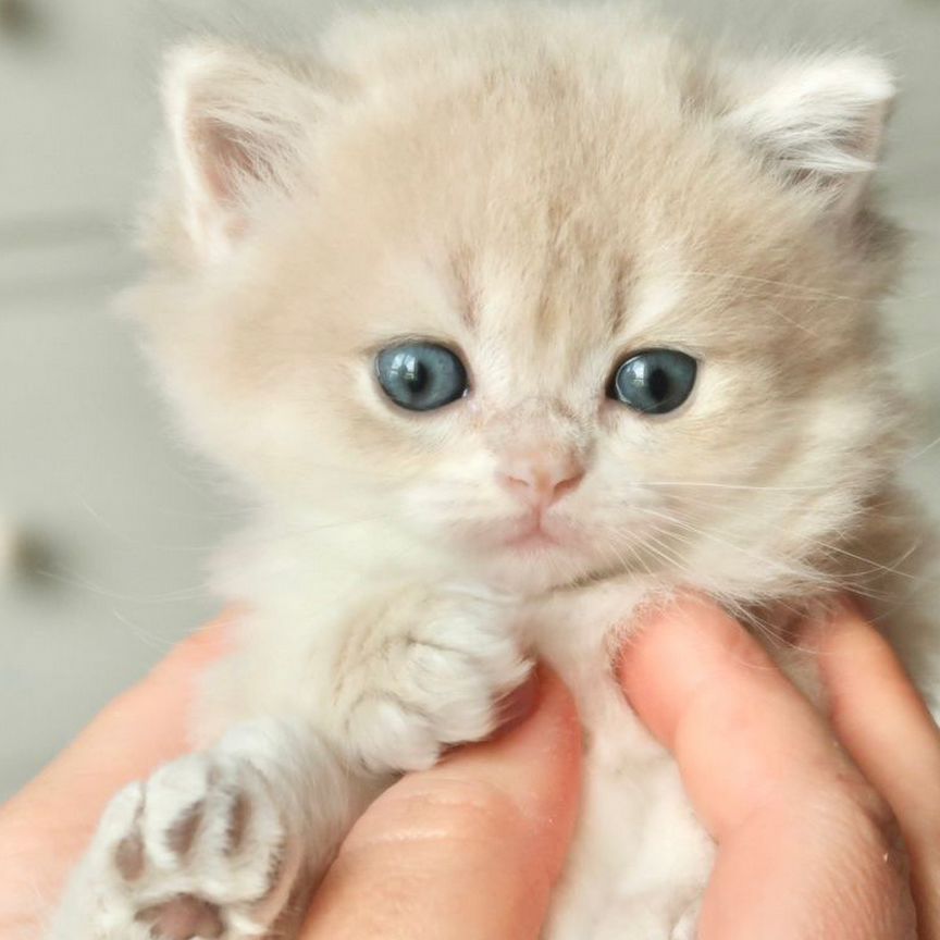 Британский длинношёрстный котёнок