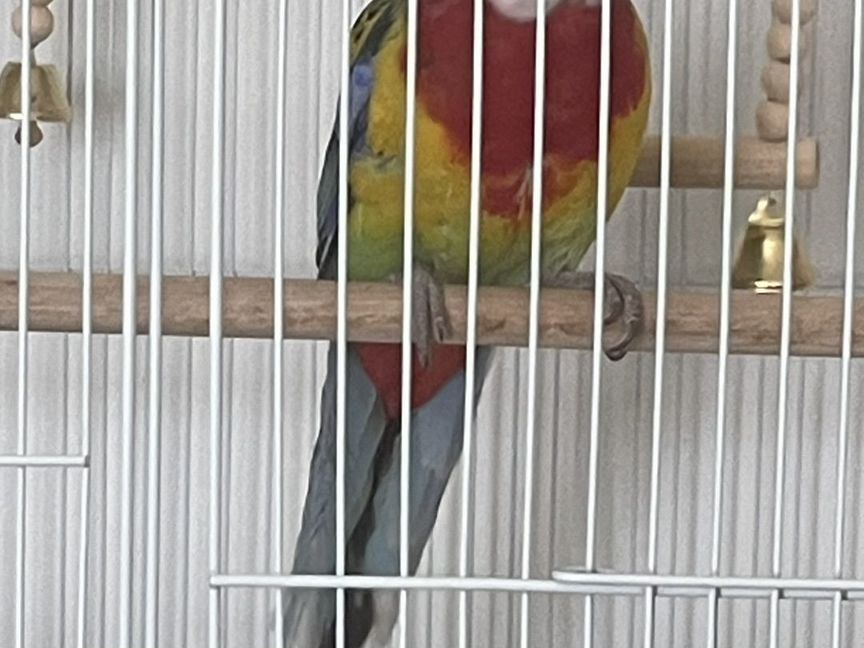 Розелла самец 7 месяцев